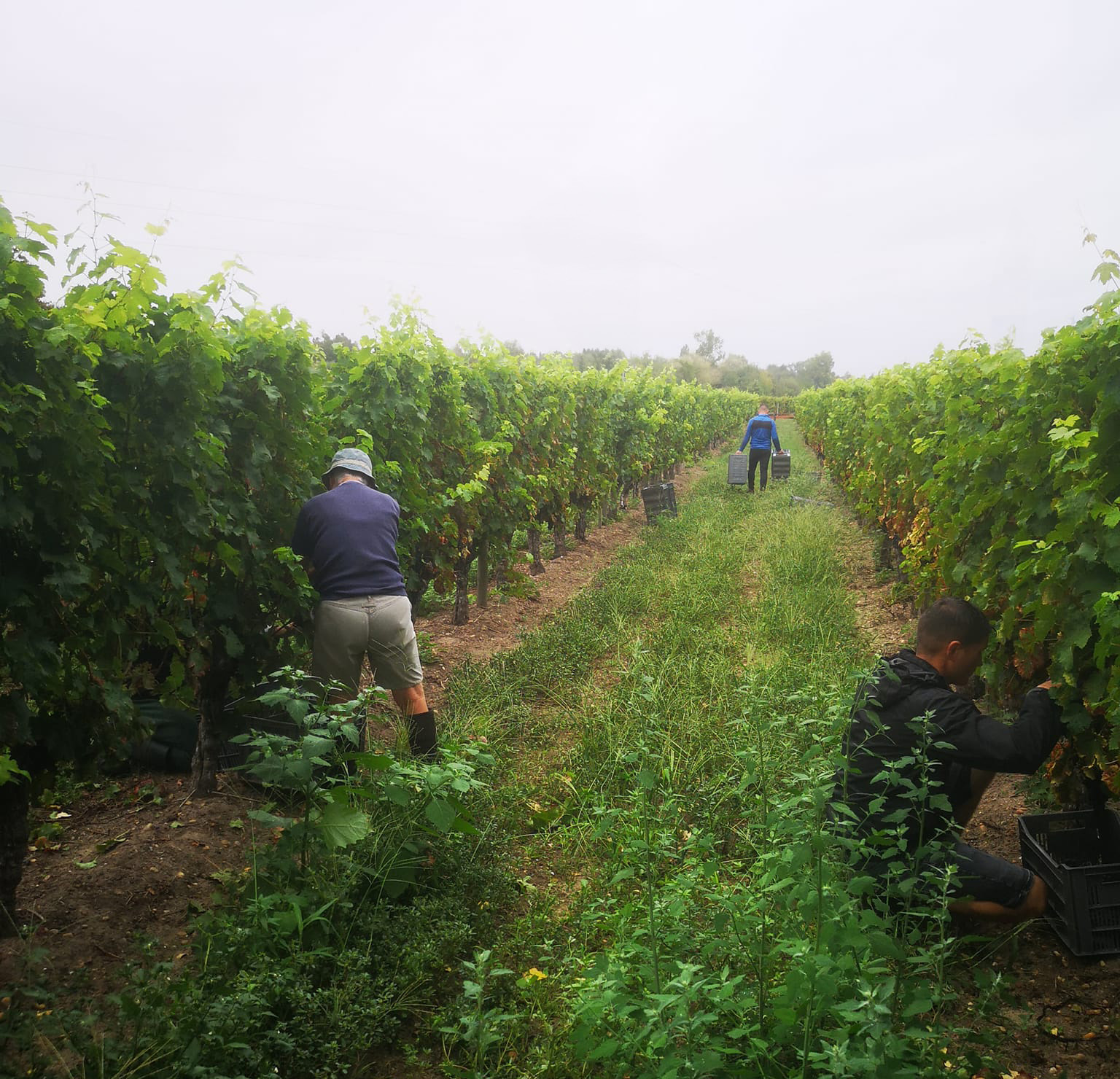 Les vendanges... c'est parti ! - Château Vincent - Vin de Bordeaux